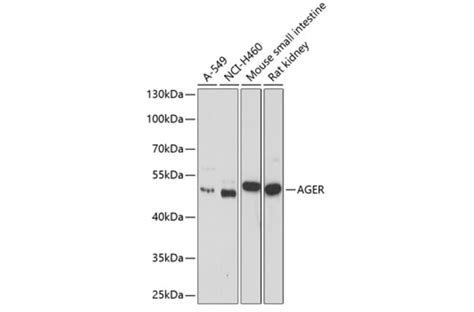 Anti Rage Antibody A11444