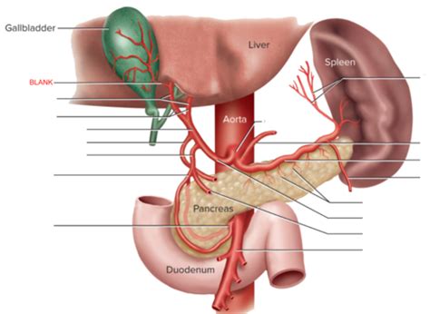 Lesson 4 Branches Of The Celiac Trunk Flashcards Quizlet