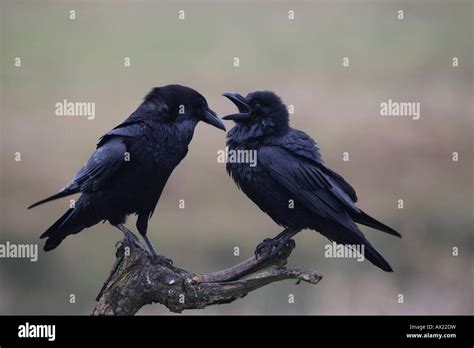 Common Or Northern Ravens Corvus Corax Mating Behavior Stock Photo Alamy
