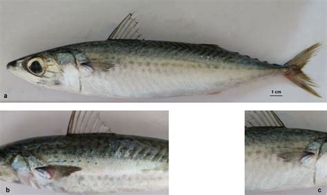 A General View Of Scomber Indicus 236 Cm Tl B 7 Small Blue Dashed