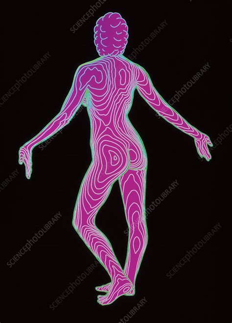 Female Body Map Stock Image P870 0111 Science Photo Library
