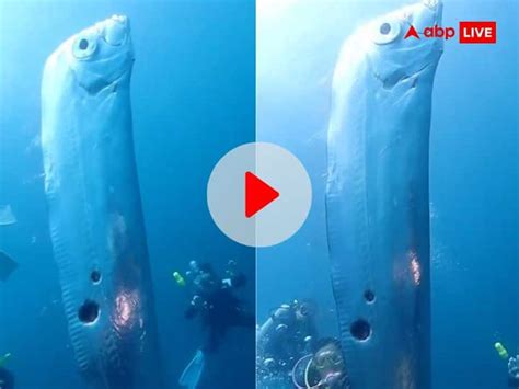 Giant Oarfish Spotted In Taiwan Seen By Divers In Sea Video Viral On