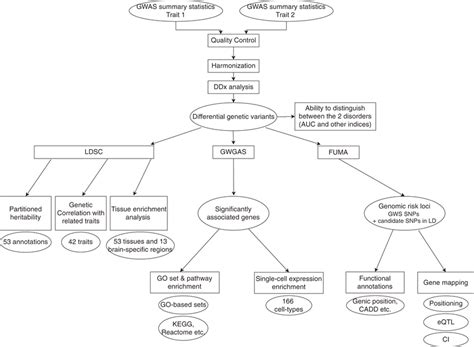 Of Our Analysis Framework Gwas Summary Statistics Of The Two Traits
