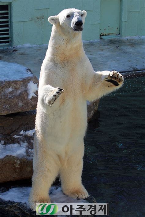 북극곰 키가 크네 아주경제