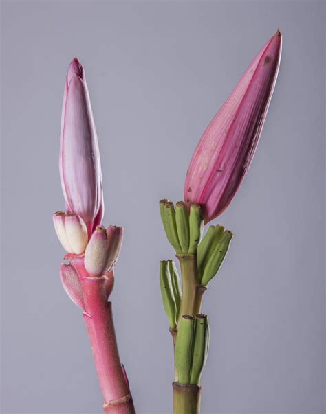 Musa Ornata Mix Orocosta