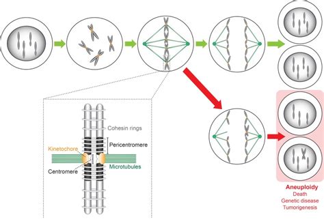 Centromere And Pericentromere Transcription Roles And Regulation In