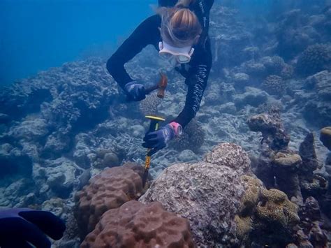Microfragment Techniques In Coral Propagation Maldives Marine Savers