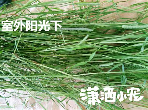现货23年推荐烘干提摩西草北提磨牙粗纤维兔子龙猫豚鼠牧草500g虎窝淘