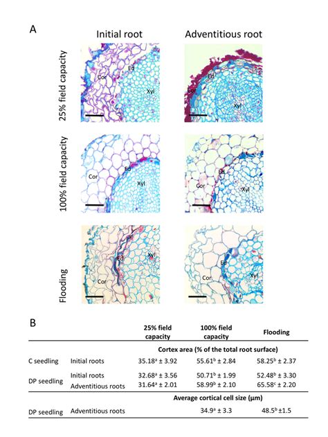 5 Initial And Adventitious Root Morphology Of Black Spruce Seedlings