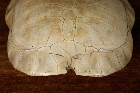 A 19th Century Polished Blonde Turtle Shell At 1stdibs Polished