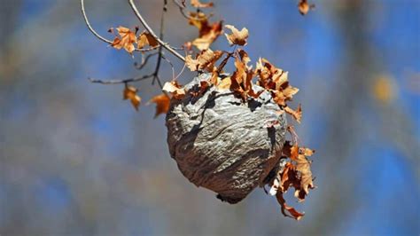 Wasp Nest Signs Identification And How To Get Rid Of Them
