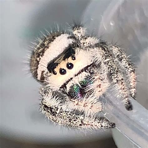 Regal Spiderling Eyebrows Cb Bugs In Cyberspace