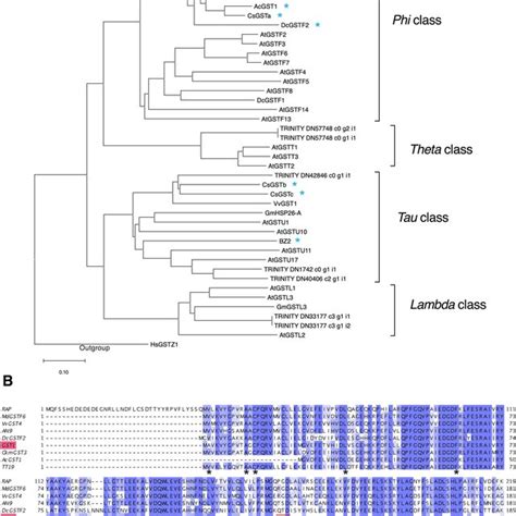 Phylogenetic Tree And Alignment Of Gsts A A Phylogenetic Tree Download Scientific Diagram