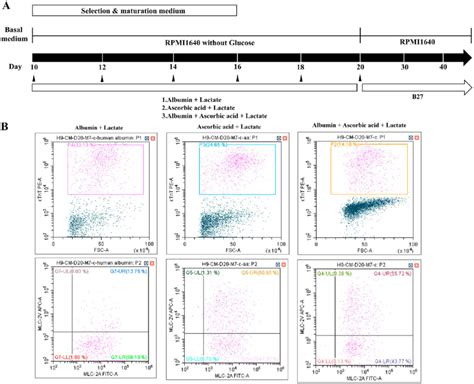 Ascorbic Acid Promotes Differentiation Of Ventricular Cardiomyocyte Download Scientific