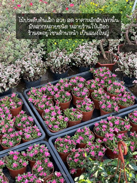 พาไปส่องตลาดต้นไม้ย่านบางบัวทอง 🚘 สมบัติบุรี 🌳🌿 แกลเลอรีที่โพสต์โดย