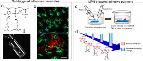 A Adhesives Composed Of Polymers With Catechol And Phosphate