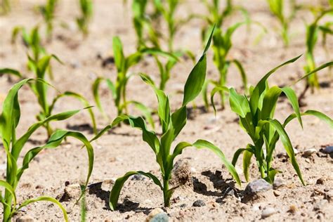 Premium Photo Field Of Green Corn