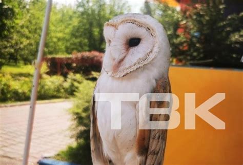 В Красноярске наказали бизнесменов которые брали деньги за фото с