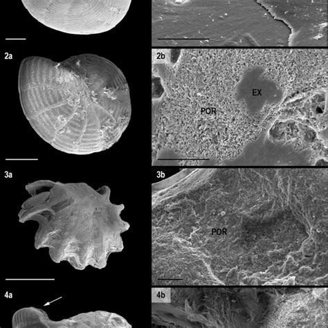 Light Micrographs Above Sem Micrographs Middle And Cross Sections