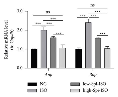 mrna and expression levels of anp and bnp proteins in cardiomyocytes of