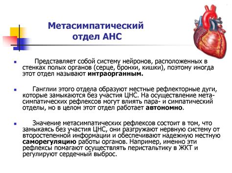 Нервная регуляция автономных функций презентация онлайн