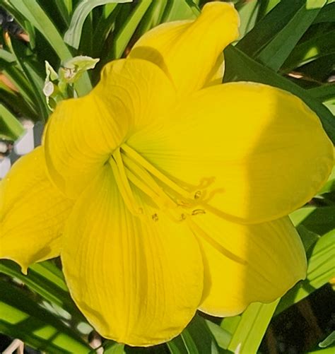 Cheerful Dwarf Yellow Daylily Etsy