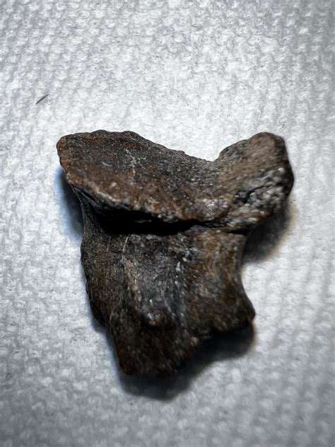Strange Mammalreptile Bone Fragment Fossil Id The Fossil Forum