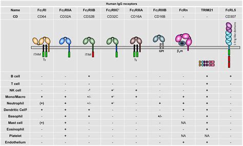 Flow Cytometry Facs Antibody Verified By Fc Receptor Blocking Sino