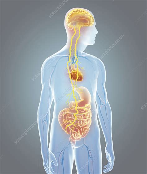 Vasovagal Syncope Illustration Stock Image C0574404 Science