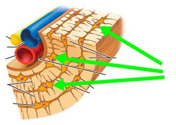 Microscopic Structure Of Bones Flashcards Quizlet