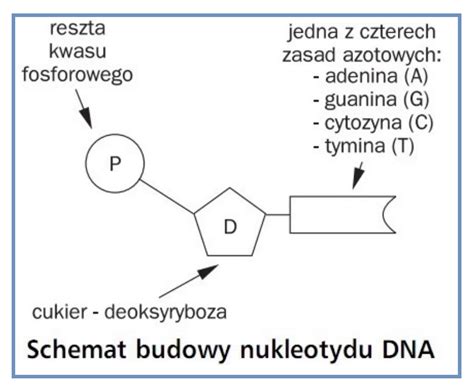 I GENETYKA NOŚNIK INFORMACJI GENETYCZNEJ DNA klasa VIII