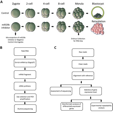 Experimental Strategy For Comparative Transcriptome Analysis A Download Scientific Diagram