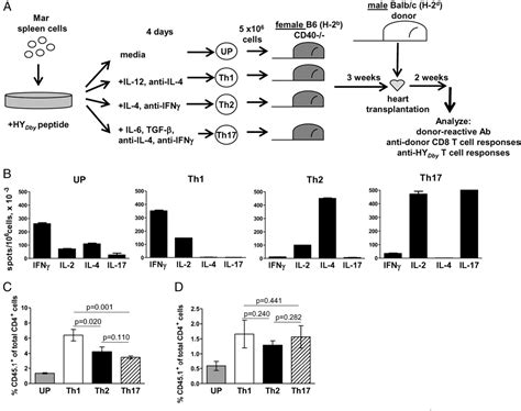 Figure 1 From Alloantibody Responses Is Required For Cd40 Independent