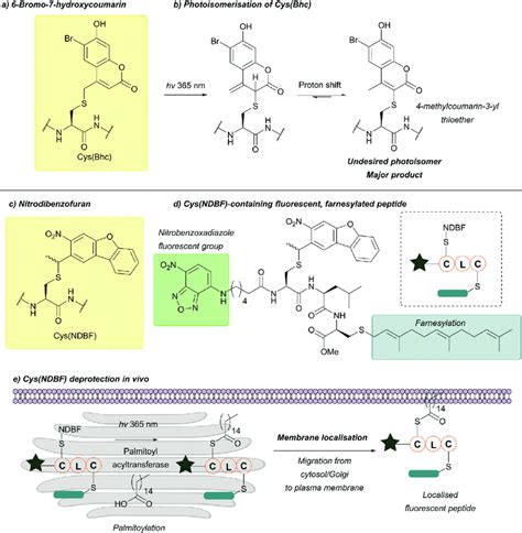 A Cys Thiol Protection With The 6 Bromo 7 Hydroxycoumarin Bhc