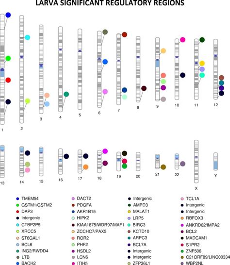 Novel Mutation Hotspots Within Non Coding Regulatory Regions Of The Chronic Lymphocytic Leukemia