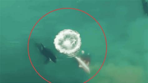 Shocking Footage Of Orcas Killing A Great White Shark Animals Around