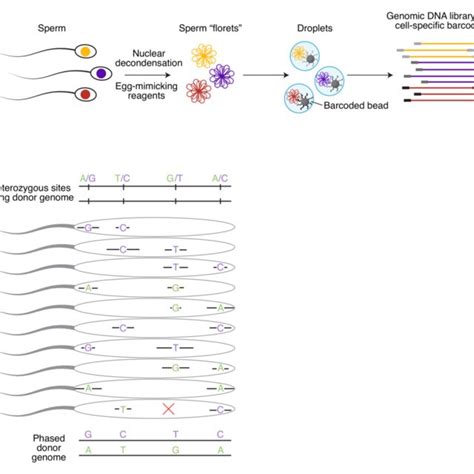 Crossover Identification And Recombination Rate From Single Sperm