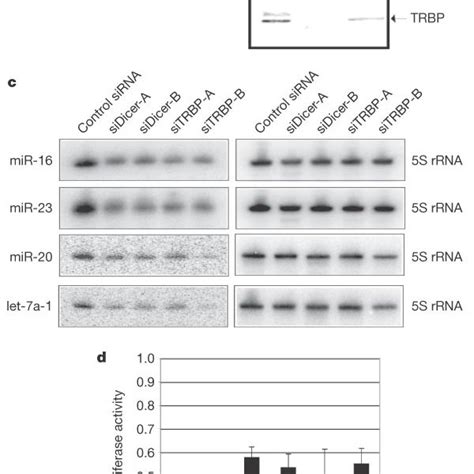 The Dicertrbp Complex Is Required For Mirna Biogenesis And