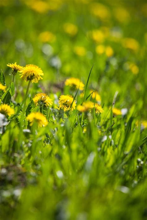 Beautiful Bright Yellow Dandelions Blossoming In The Grass Stock
