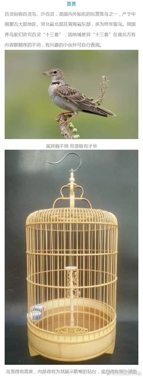 中国四大笼养鸟