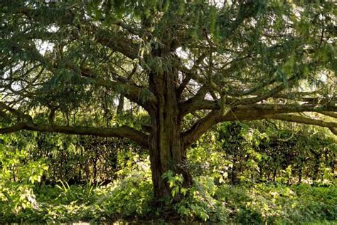 Top Trees That Dont Lose Their Leaves