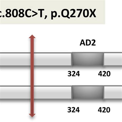 Fig E1 E12 And E47 Protein Structure Activation Domains Ad1 And Ad2 Download Scientific