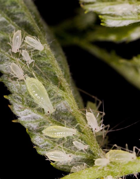 Raspberry Diseases And Pests Description Uses Propagation