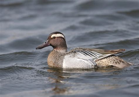 47 Species Of Ducks In The United States ID Calls Season Guide
