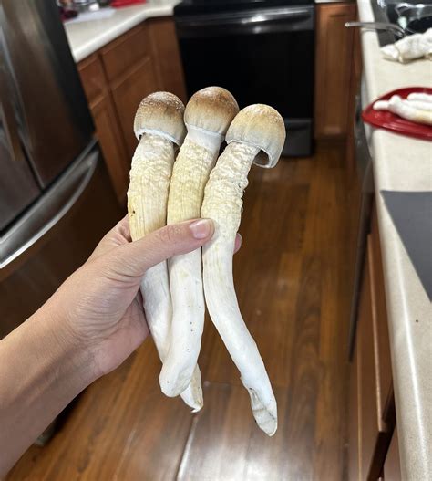First Timer R MagicMushrooms