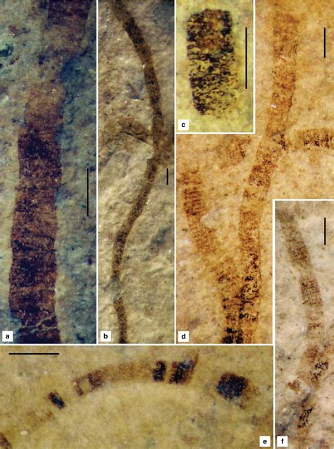 Figure 2 From Megascopic Carbonaceous Compression Fossils From The