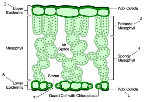 Leaf Structure Biology Notes For Igcse 2014