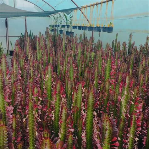 Golkadeaglonama ‎افوربیاتریگونا آگهی همکار سبز و قرمز قد ۸ سانت تا یک متر قیمت عمده ۱۴۰ت