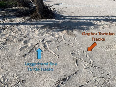 Gopher Tortoise Council Gopher Tortoise Council