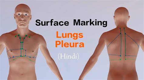 Surface Marking Of Lungs And Pleura Youtube